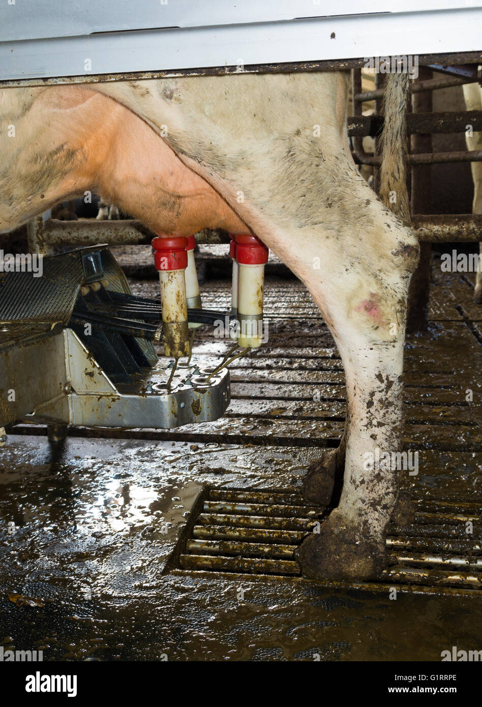Automated cow milking hi-res stock photography and images - Alamy
