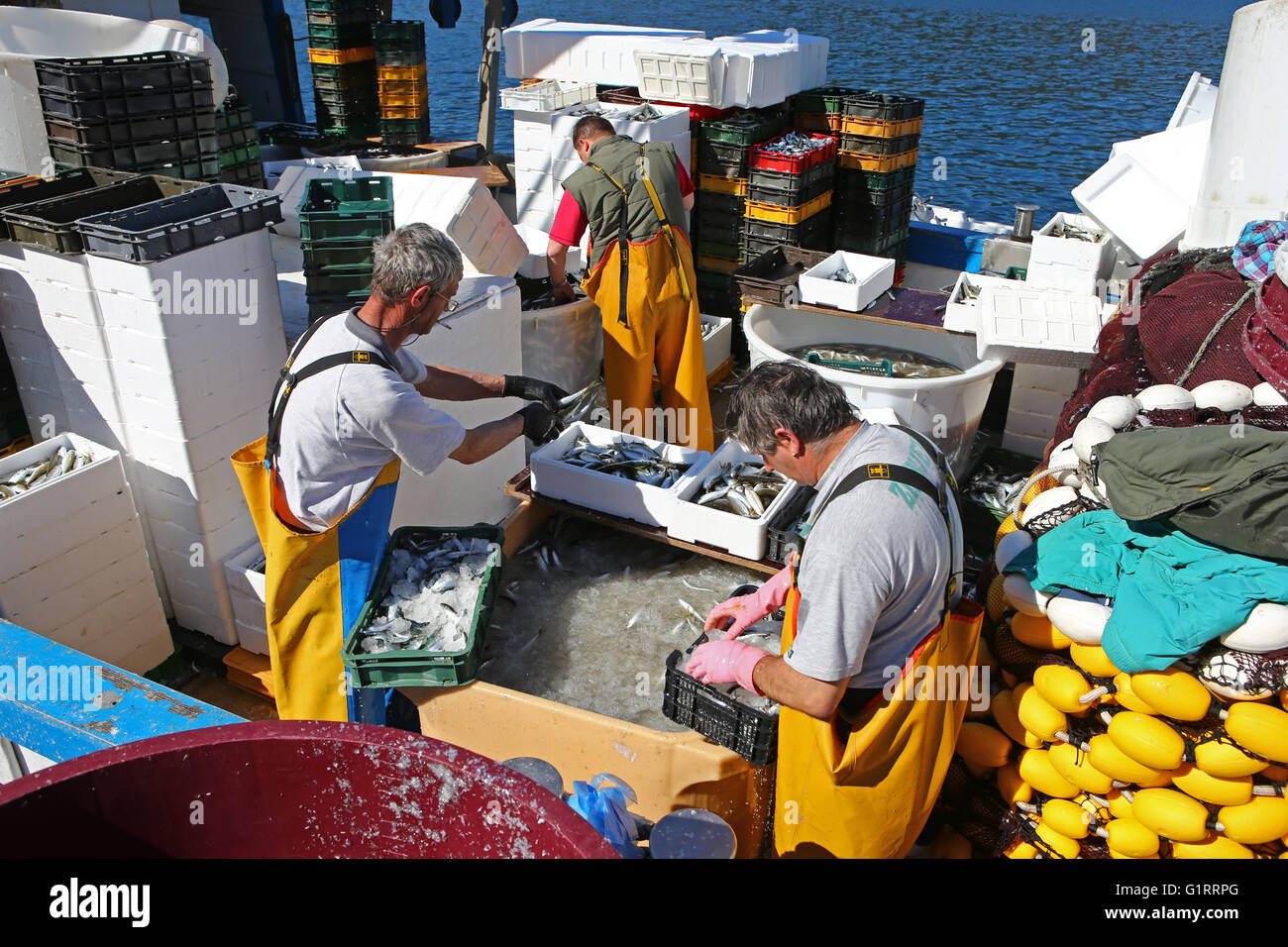 Sorting fishes hi-res stock photography and images - Alamy