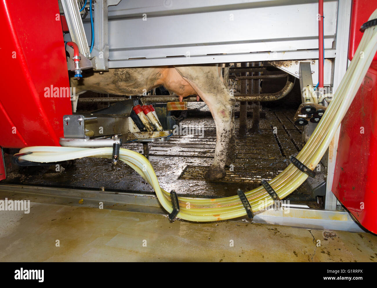 Automated cow milking hi-res stock photography and images - Alamy