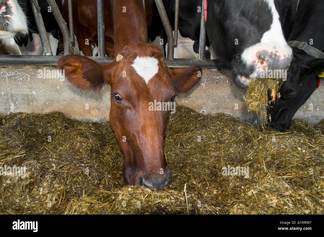 Cow eating food hi-res stock photography and images - Alamy