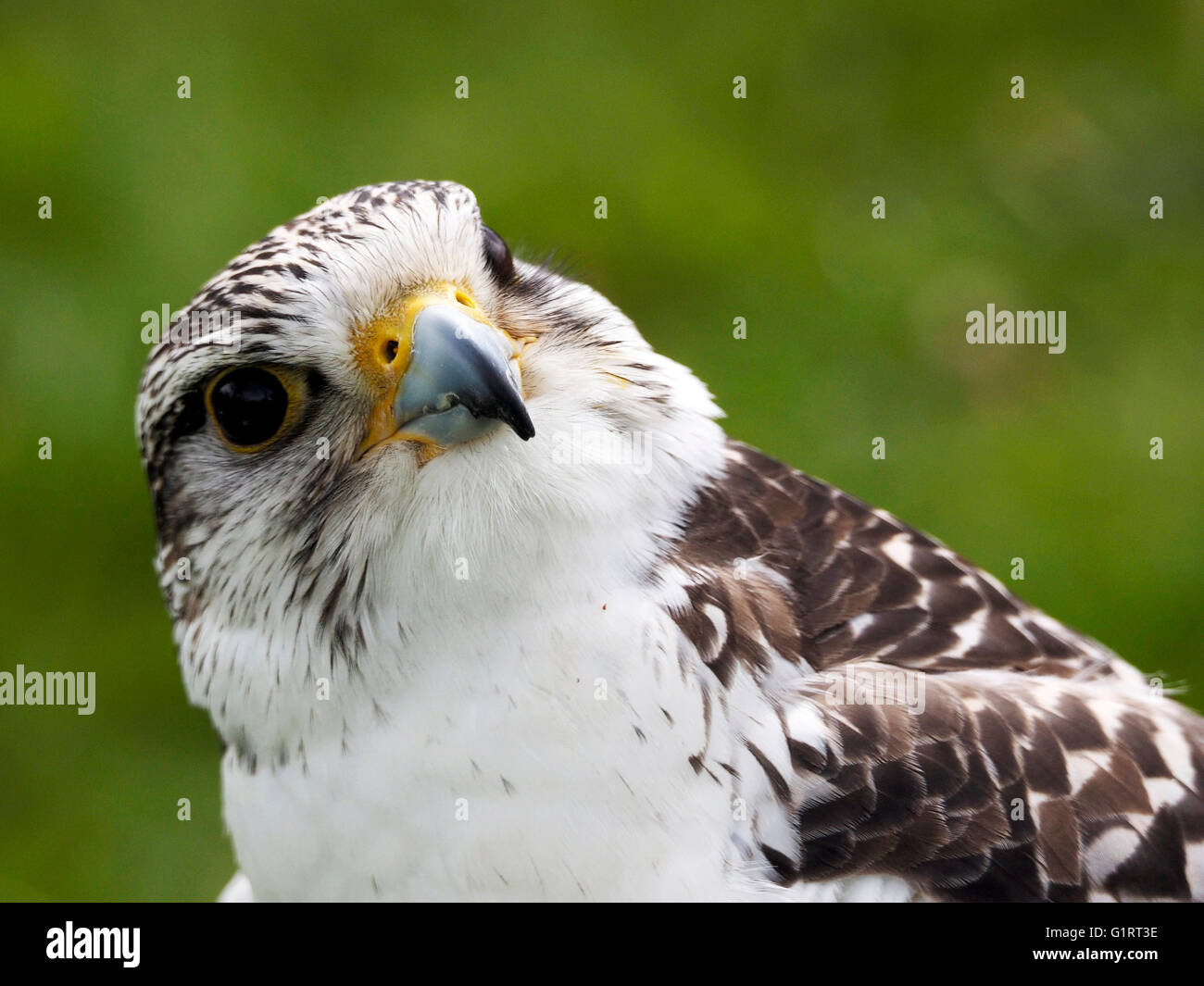 A gyr falcon hi-res stock photography and images - Alamy