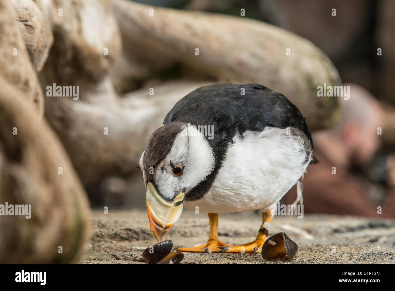 Pacific puffin hi-res stock photography and images - Alamy