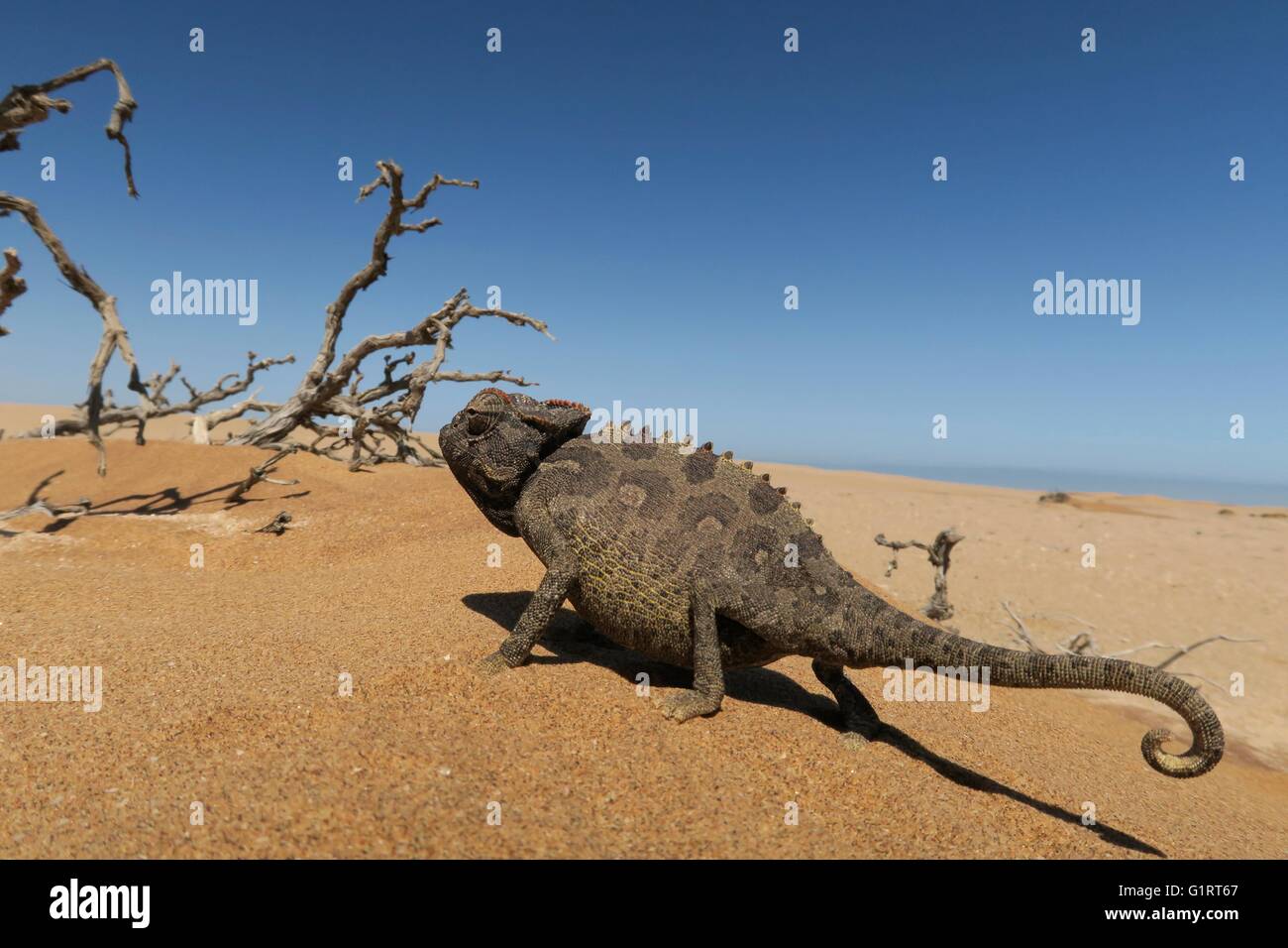 Namaqua Chameleon (Chamaeleo namaquensis), Namib Desert in Swakopmund ...