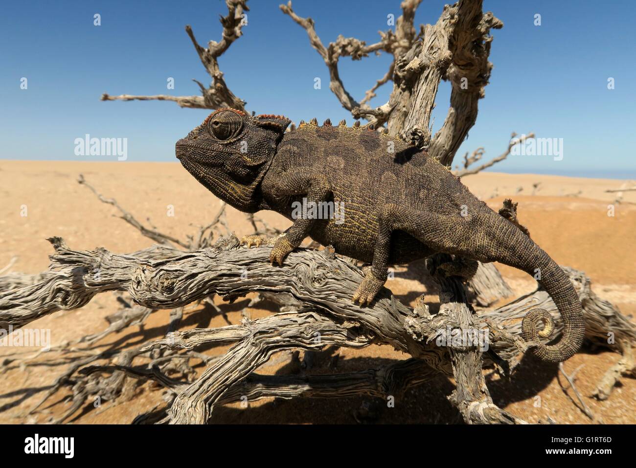 Dried chameleon hi-res stock photography and images - Alamy