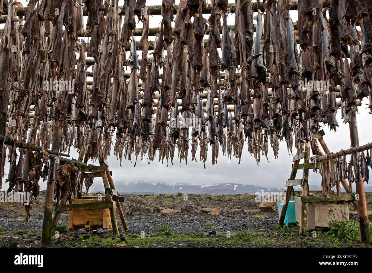 Dried fish, fish hanging to dry on a rack, Iceland Stock Photo - Alamy