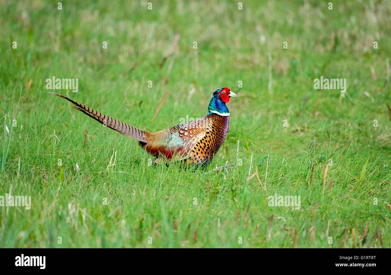 Pheasant (Phasianus colchicus) in the meadow, Neusiedl, Burgenland ...
