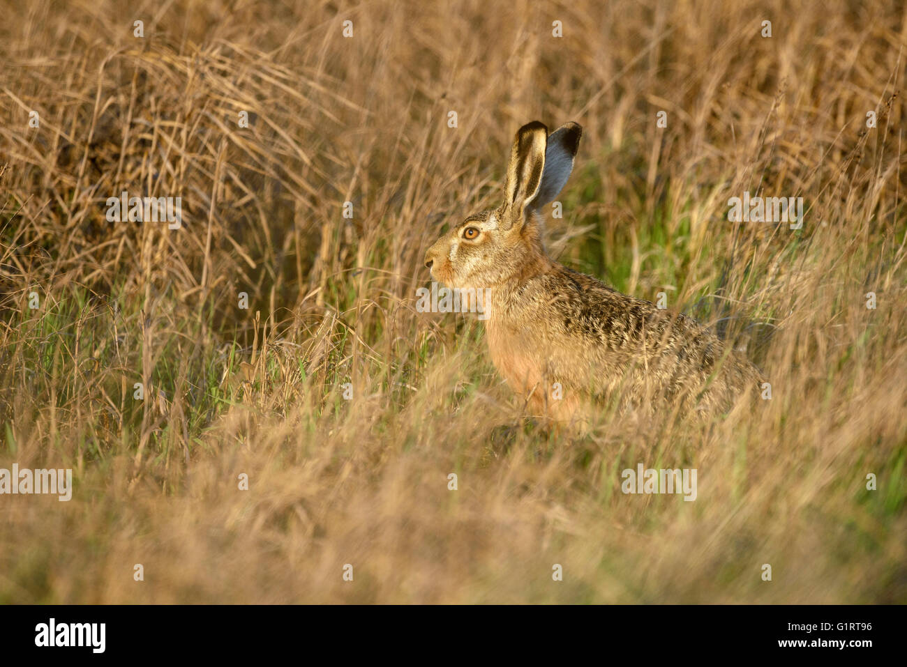Hare (Lepus europaeus) sitting in tall grass, National Park Lake ...