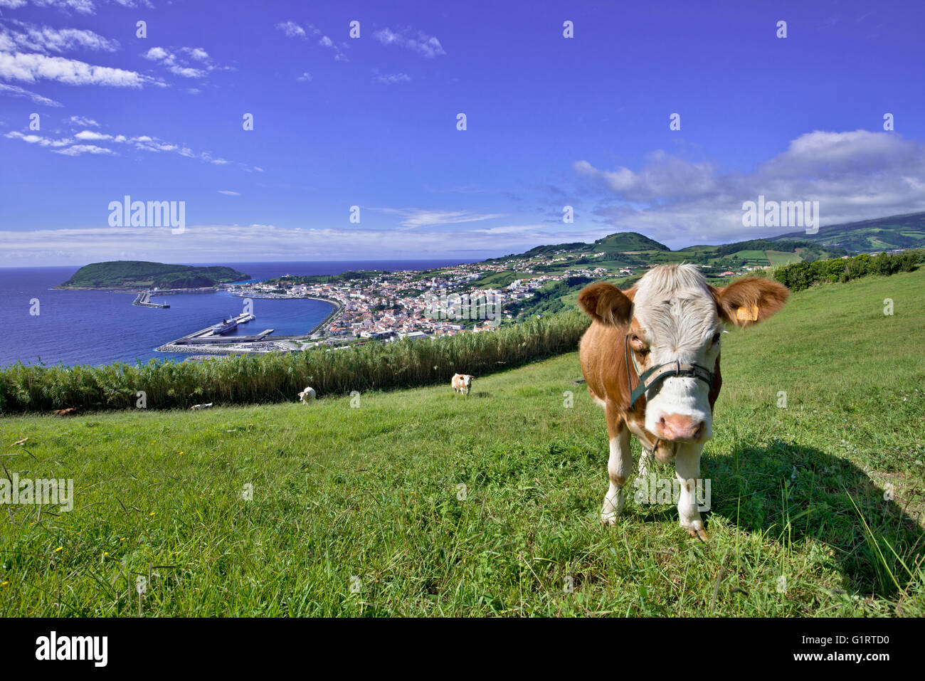 Cow on green pasture, Horta, Faial, Azores, Portugal Stock Photo - Alamy