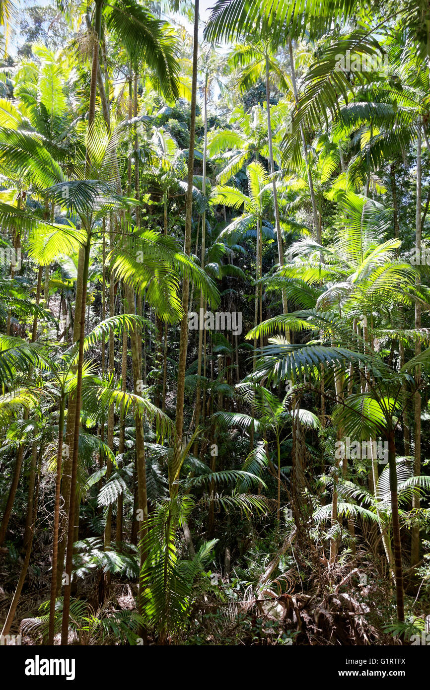 Phoenix palms (Archontophoenix), Temperate Rainforest, Fraser Island ...