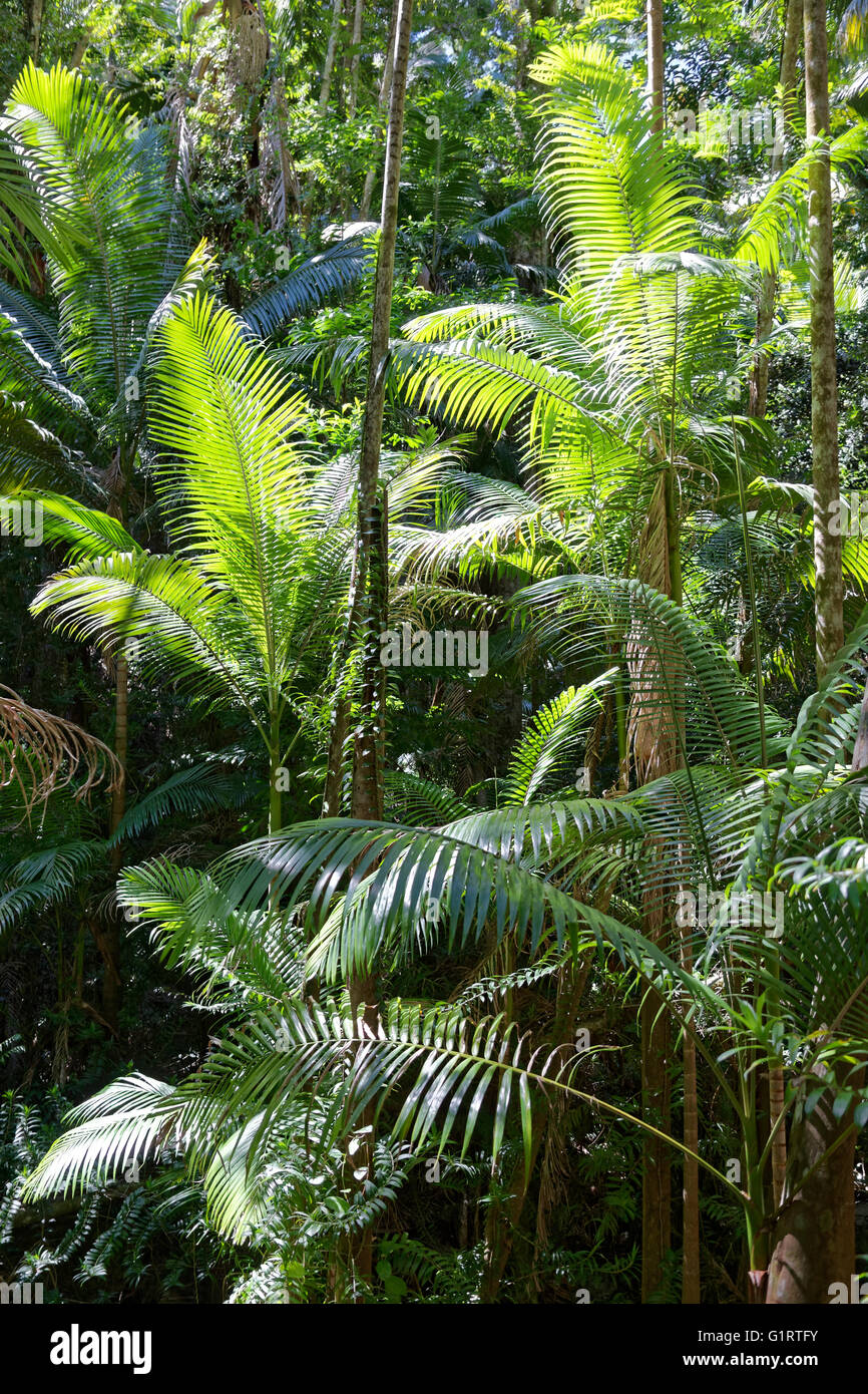 Phoenix palms (Archontophoenix), Temperate Rainforest, Fraser Island ...