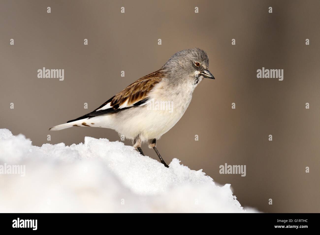 White winged snow finch hi-res stock photography and images - Alamy