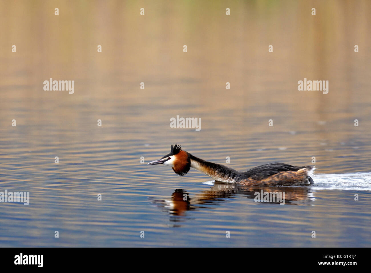 Great crested grebe courtship dance hi-res stock photography and images ...