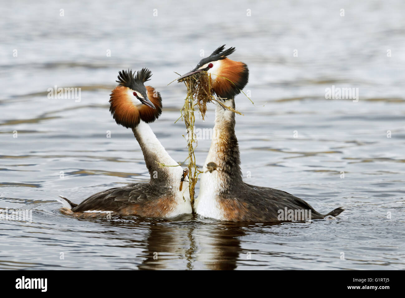 Great crested grebe (Podiceps cristatus) courtship dance, Lake Lucerne ...