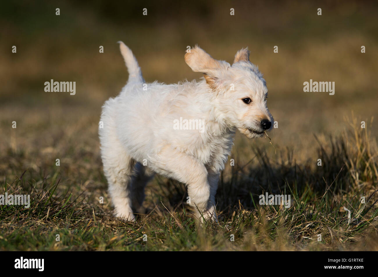 Goldendoodle hi-res stock photography and images - Alamy