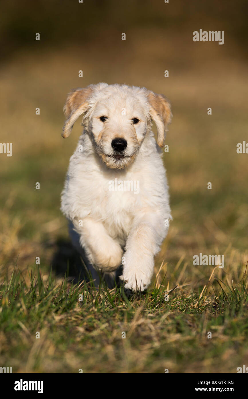 Running goldendoodle hi-res stock photography and images - Alamy