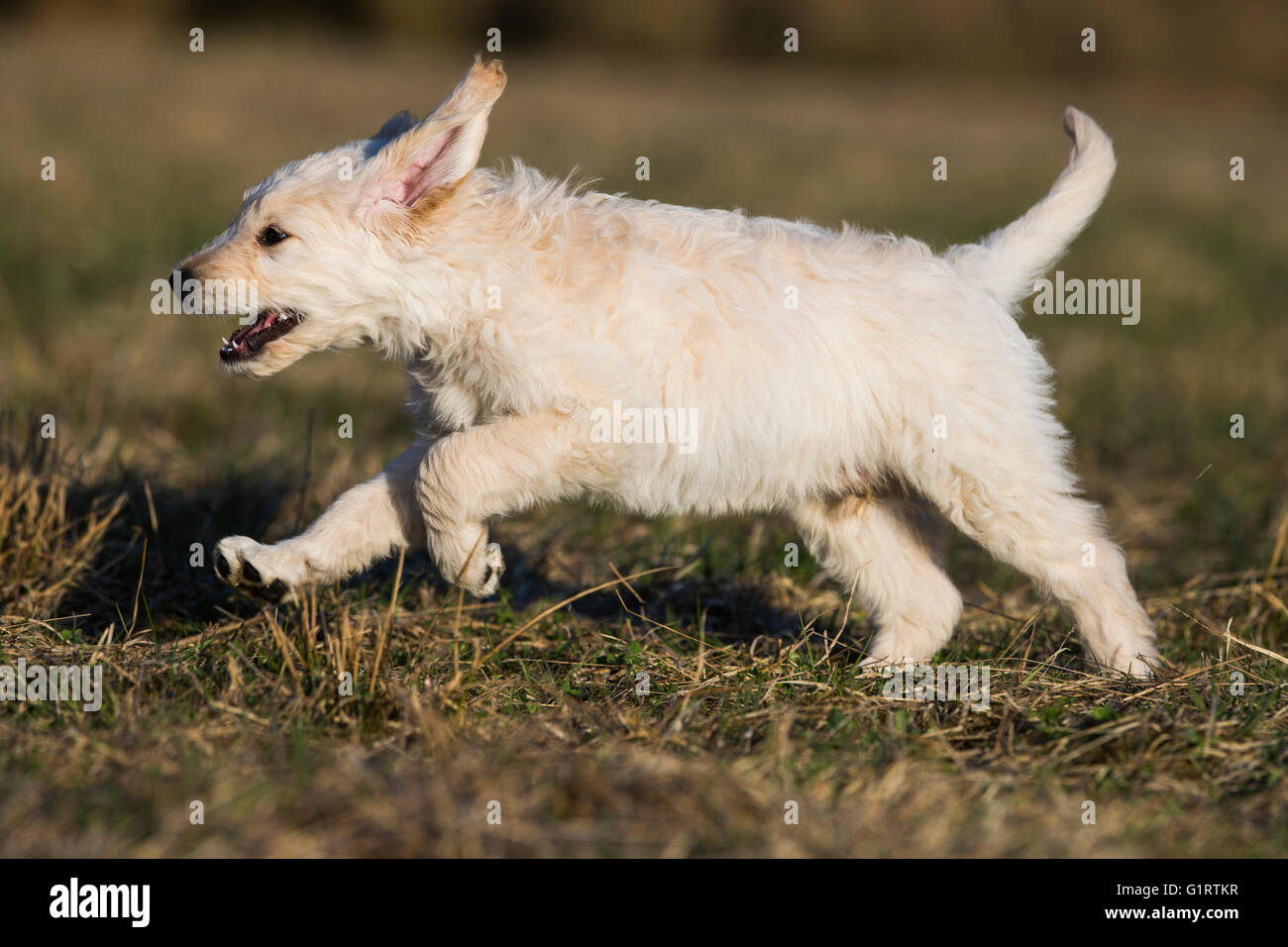 Goldendoodle hi-res stock photography and images - Alamy