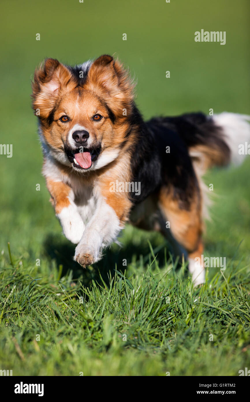 Mongrel hi-res stock photography and images - Alamy