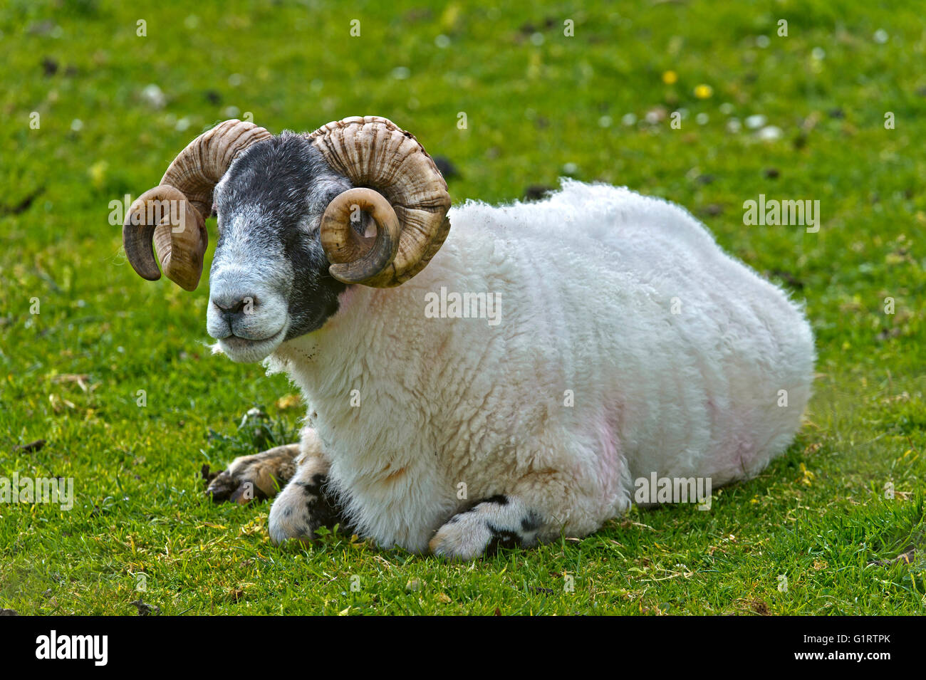 Scottish Blackface sheep, goat, Isle of Skye, Scotland, United Kingdom ...