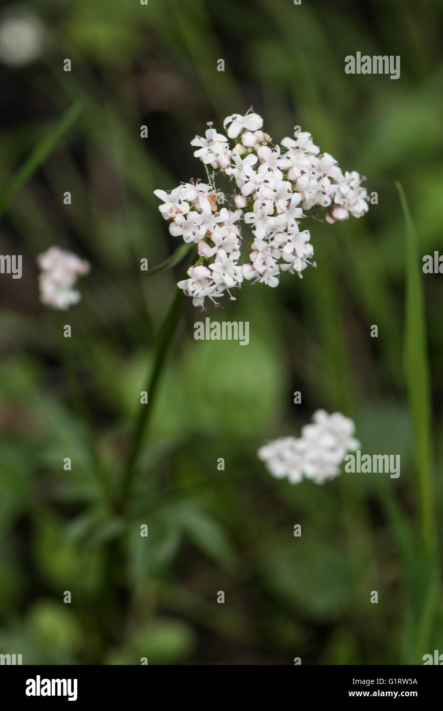 Marsh valerian female hi-res stock photography and images - Alamy
