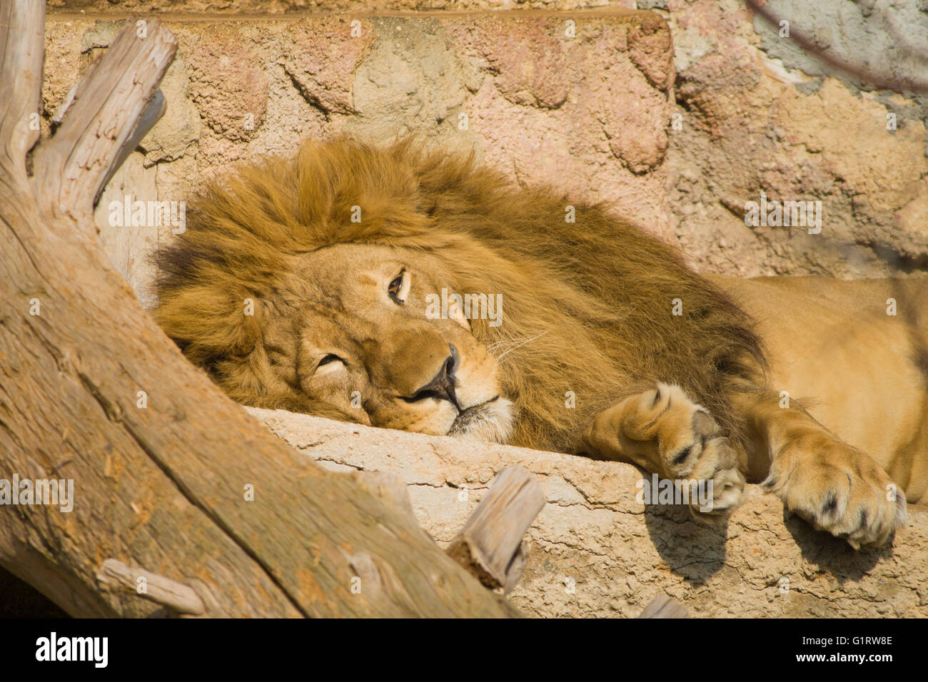 Resting wildlife hi-res stock photography and images - Alamy