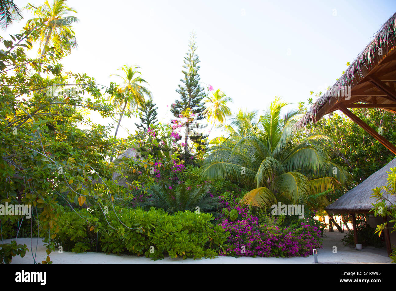 vegetation in the Maldives island, color flowers and green tree Stock ...