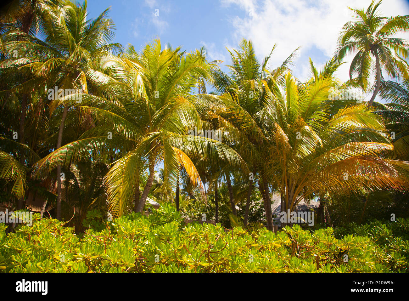 palm tree in the Maldives island Stock Photo - Alamy