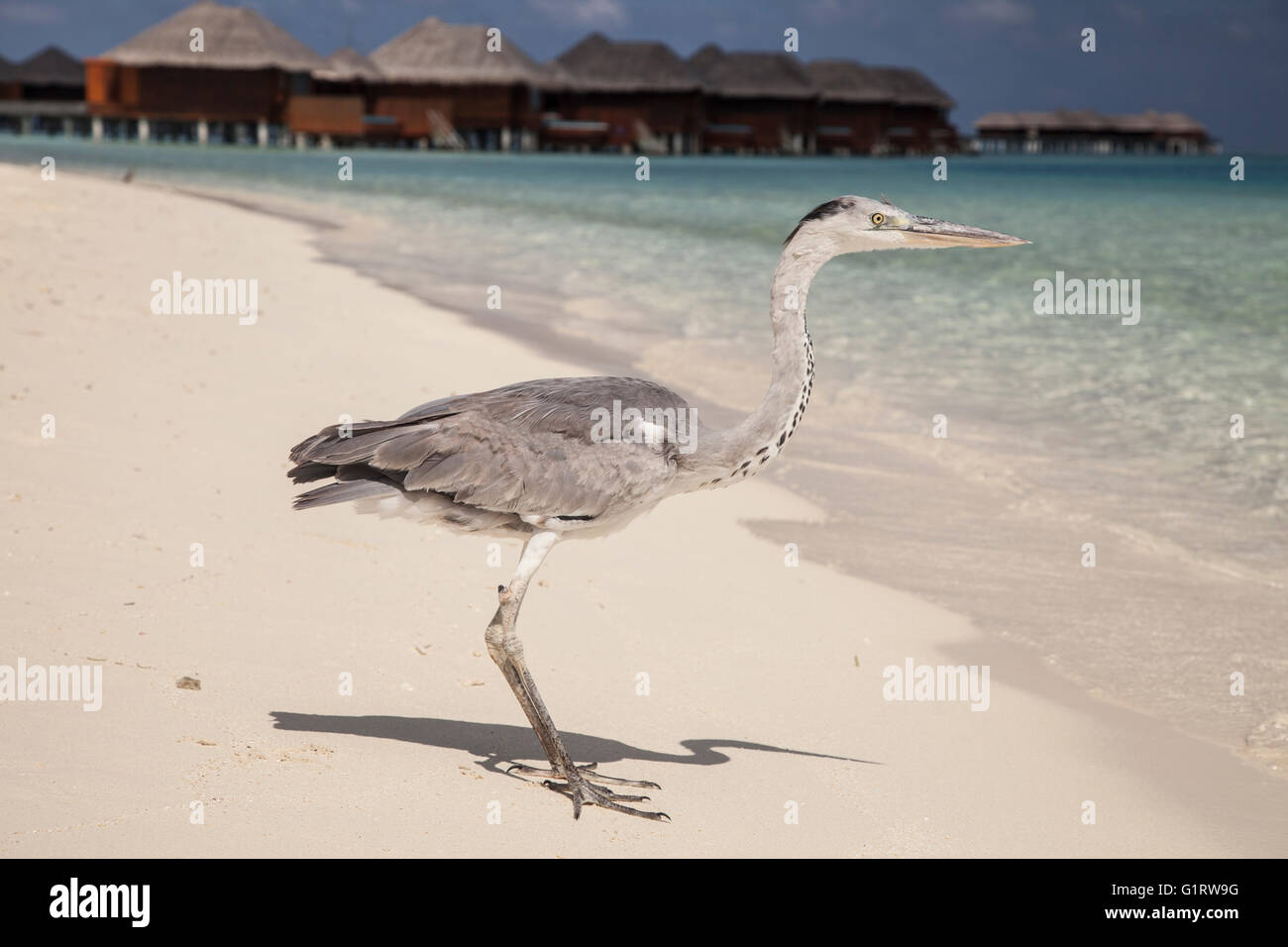 bird on the beach in Maldives island Stock Photo - Alamy