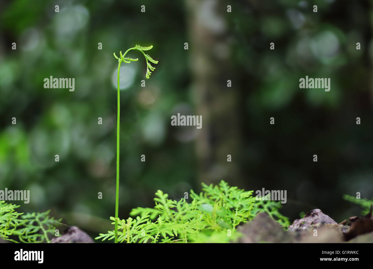 Plants sprouting up hi-res stock photography and images - Alamy