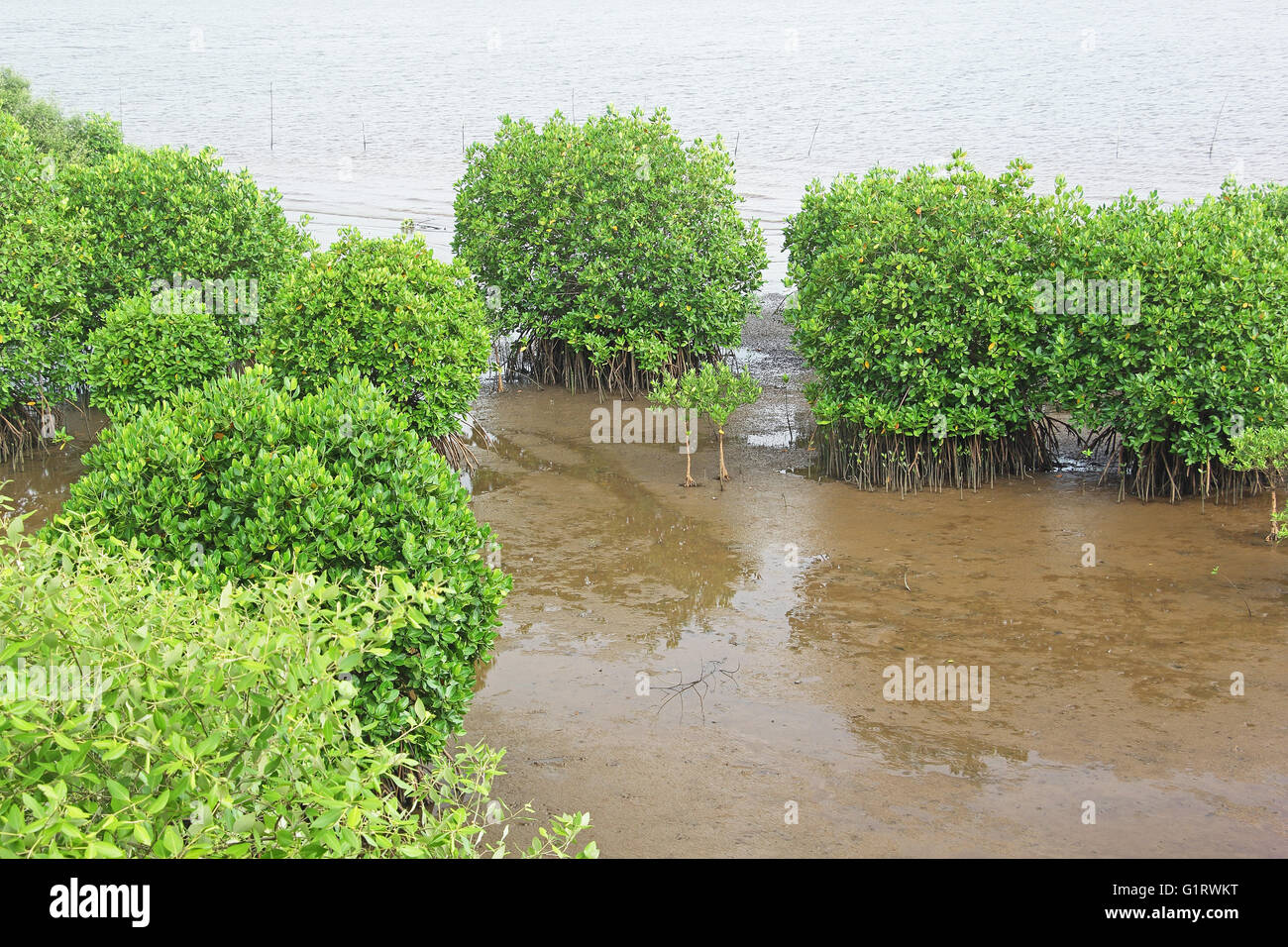 Mangrove trees along shoreline during low tide in Goa, India Stock ...