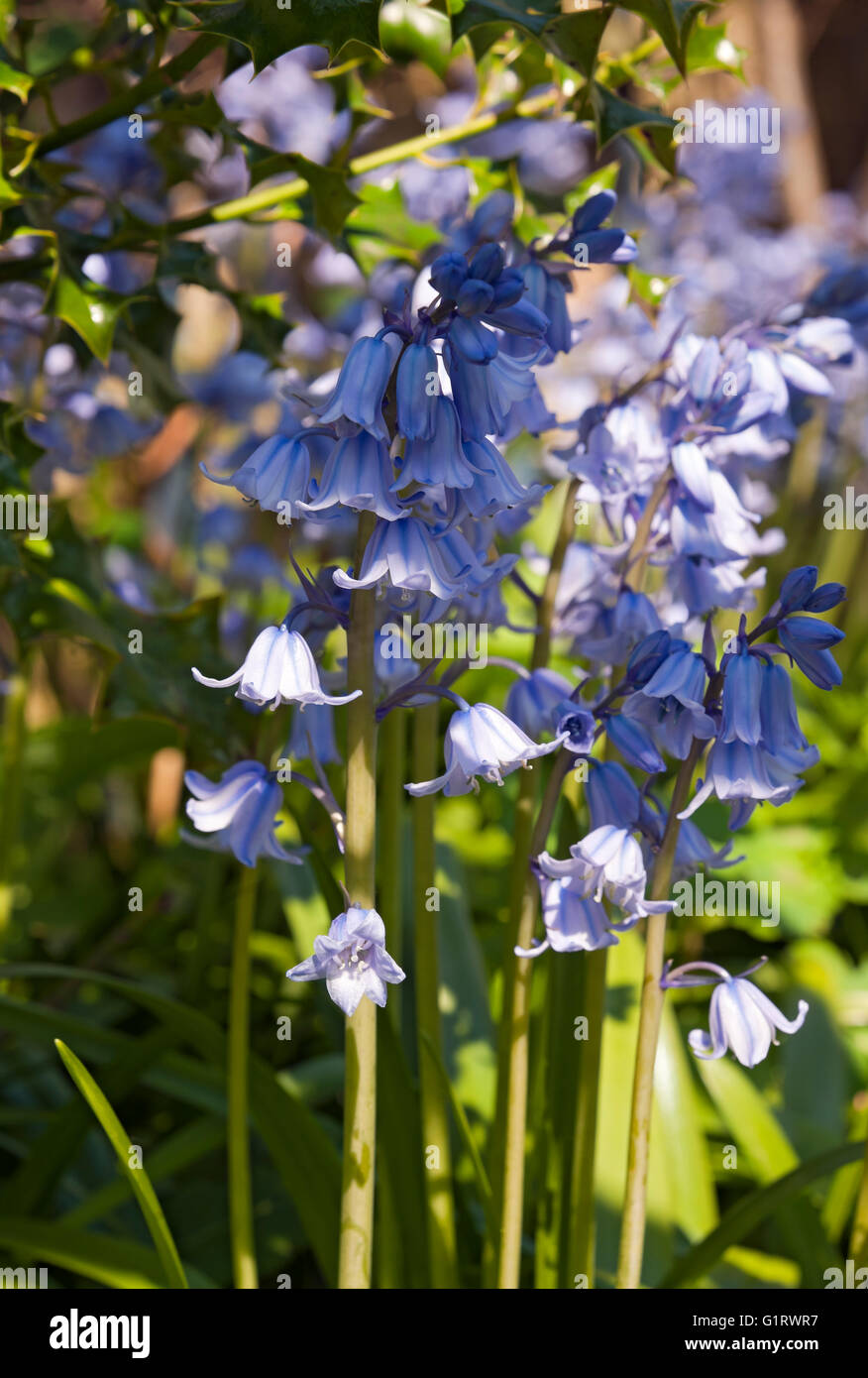 Bluebells border hi-res stock photography and images - Alamy