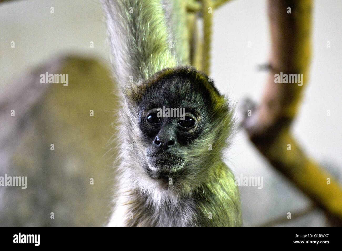 Monkey swinging hi-res stock photography and images - Alamy