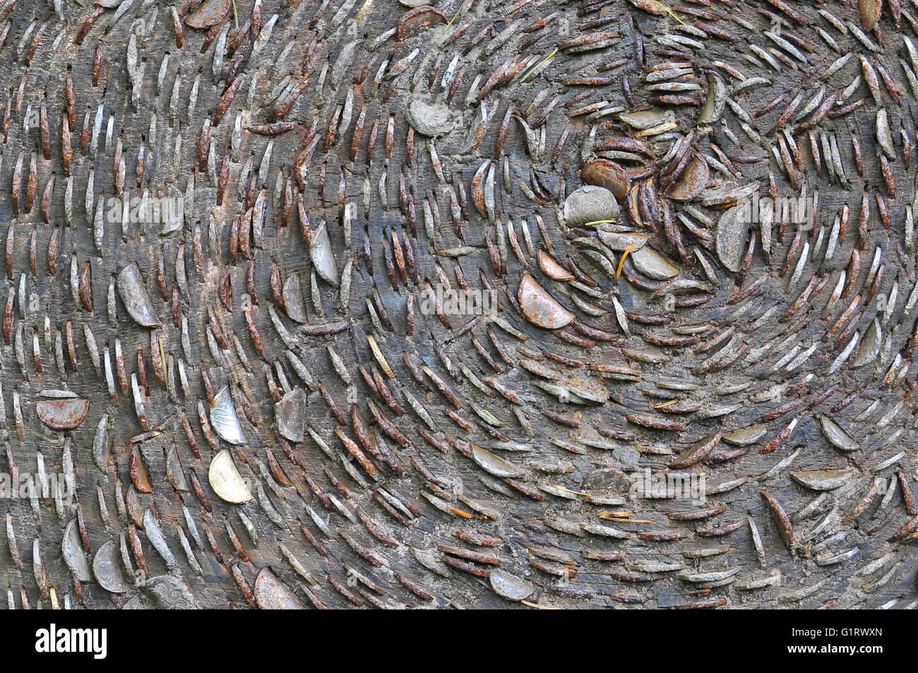 Wishing Tree: coins hammered into tree trunk for luck. The Hermitage ...