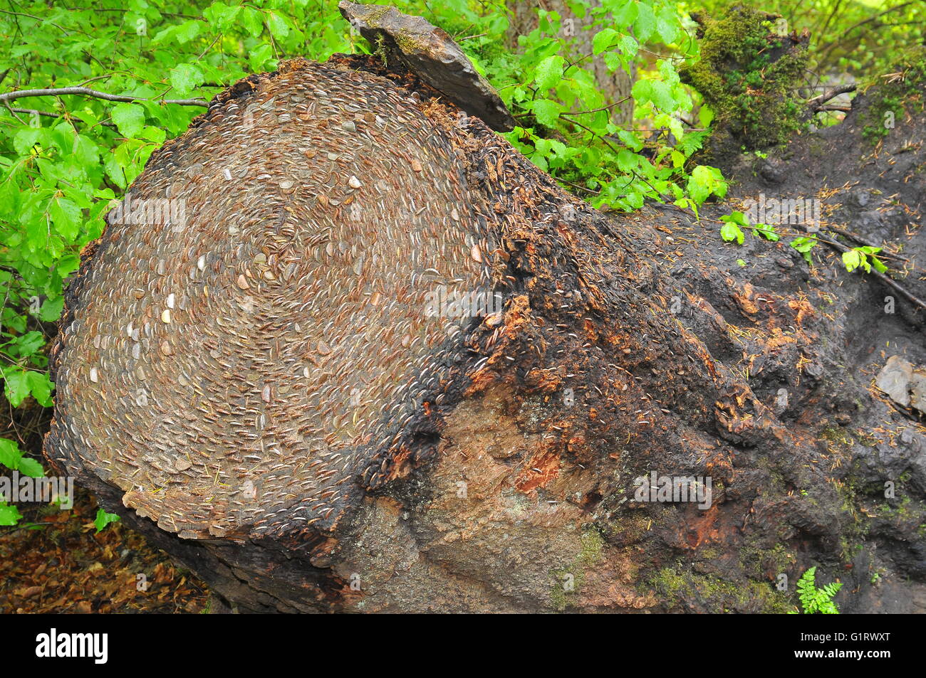 Tree coins hi-res stock photography and images - Alamy