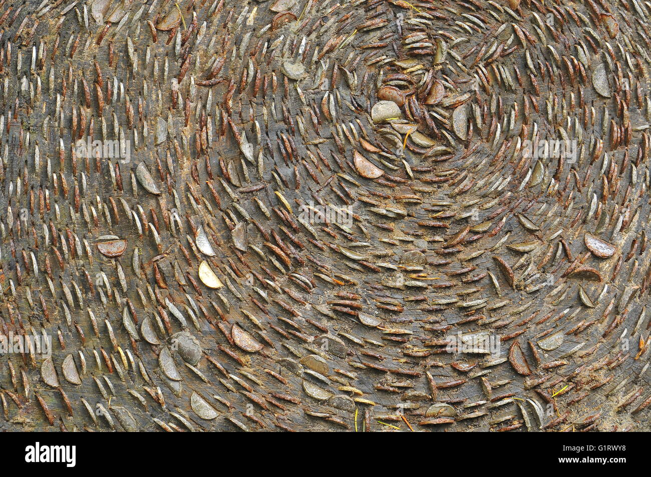 Wishing Tree: coins hammered into tree trunk for luck. The Hermitage ...