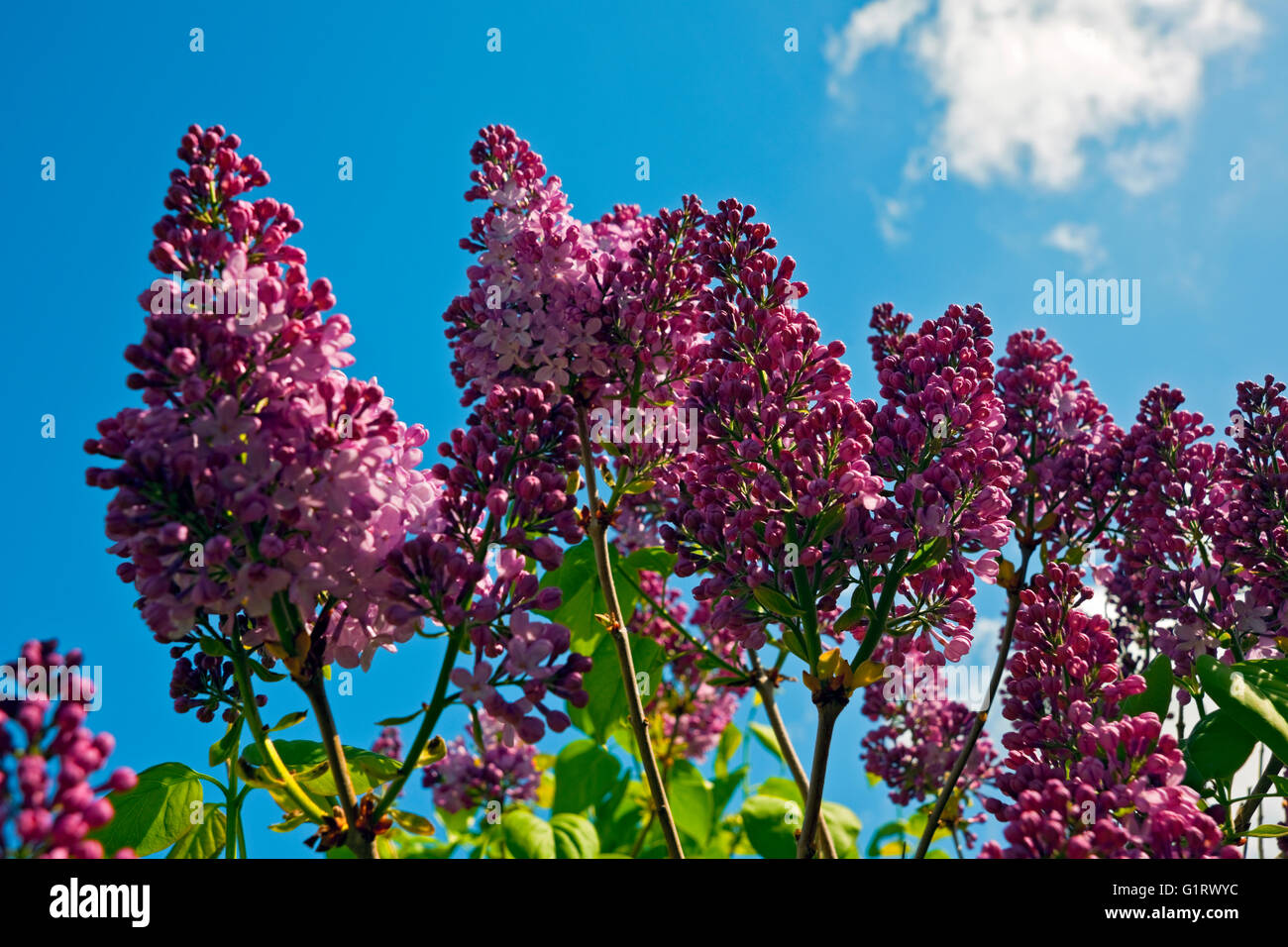 Purple flowering shrub hi-res stock photography and images - Alamy