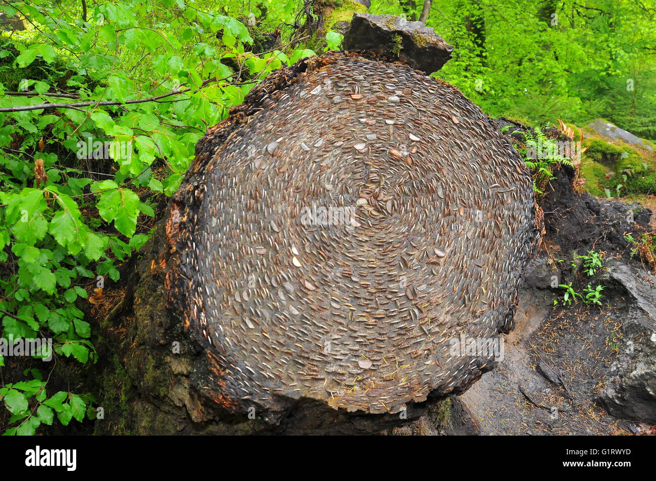 Wishing Tree: coins hammered into tree trunk for luck. The Hermitage ...