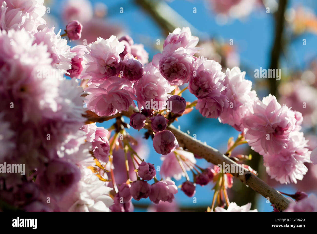 Pink flowers in tree hi-res stock photography and images - Alamy