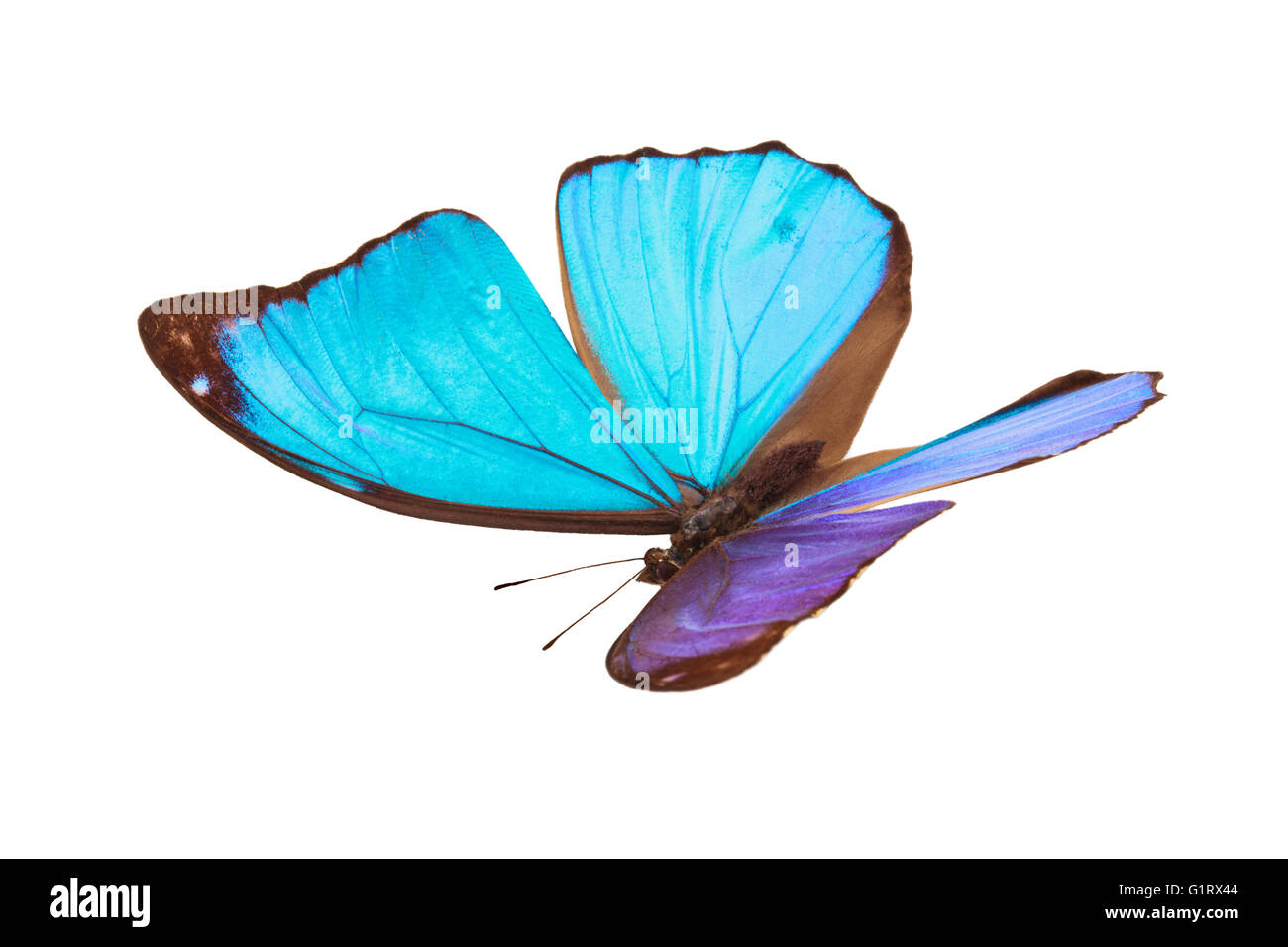 Closeup blue morpho butterfly Cut Out Stock Images & Pictures - Alamy