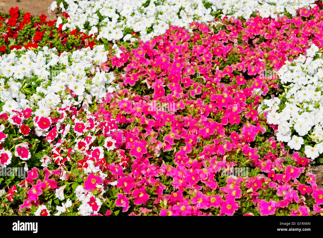 in the spring colors oman flowers and garden Stock Photo - Alamy