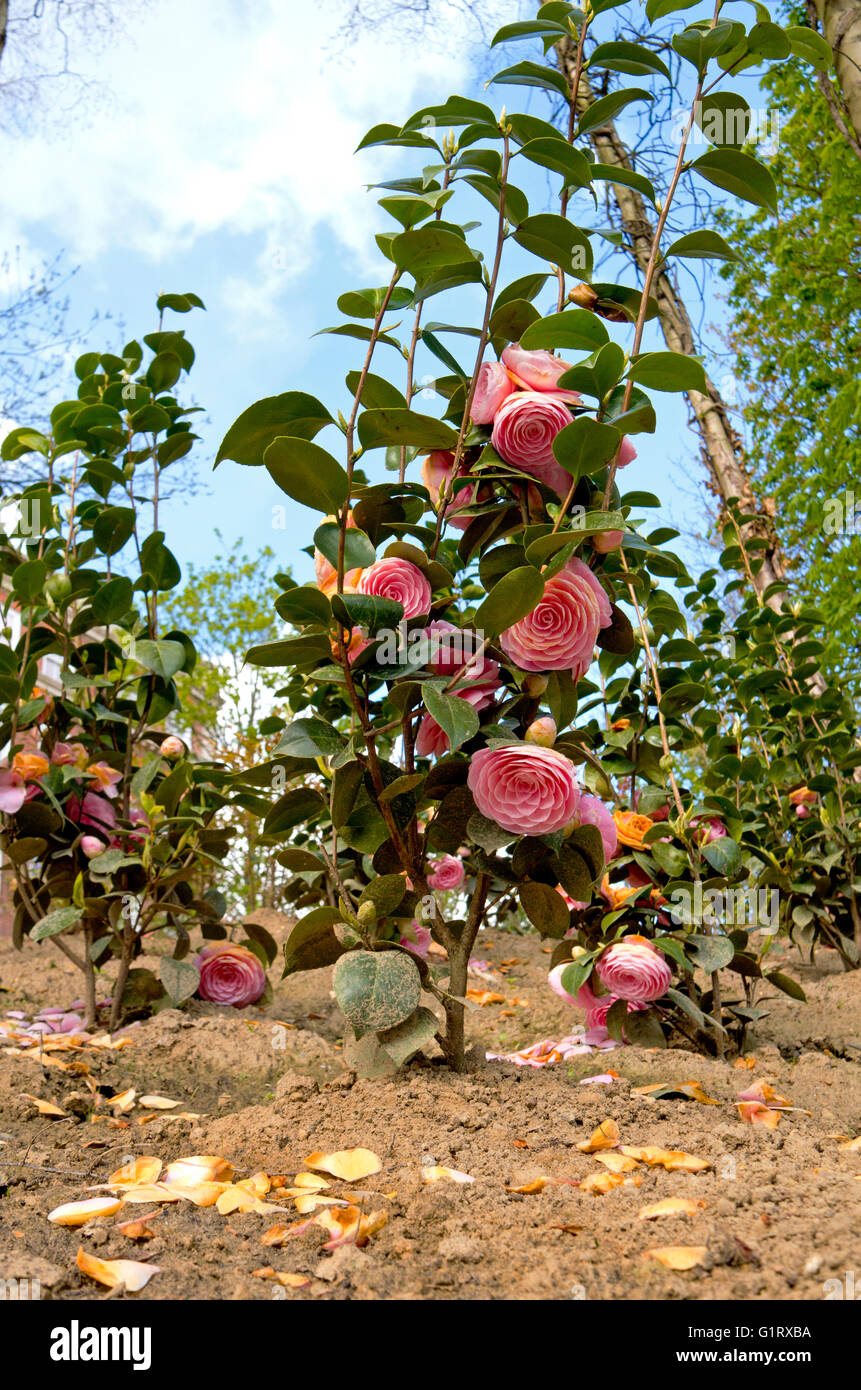 Rose Bush Definition In English at Leo Bunker blog