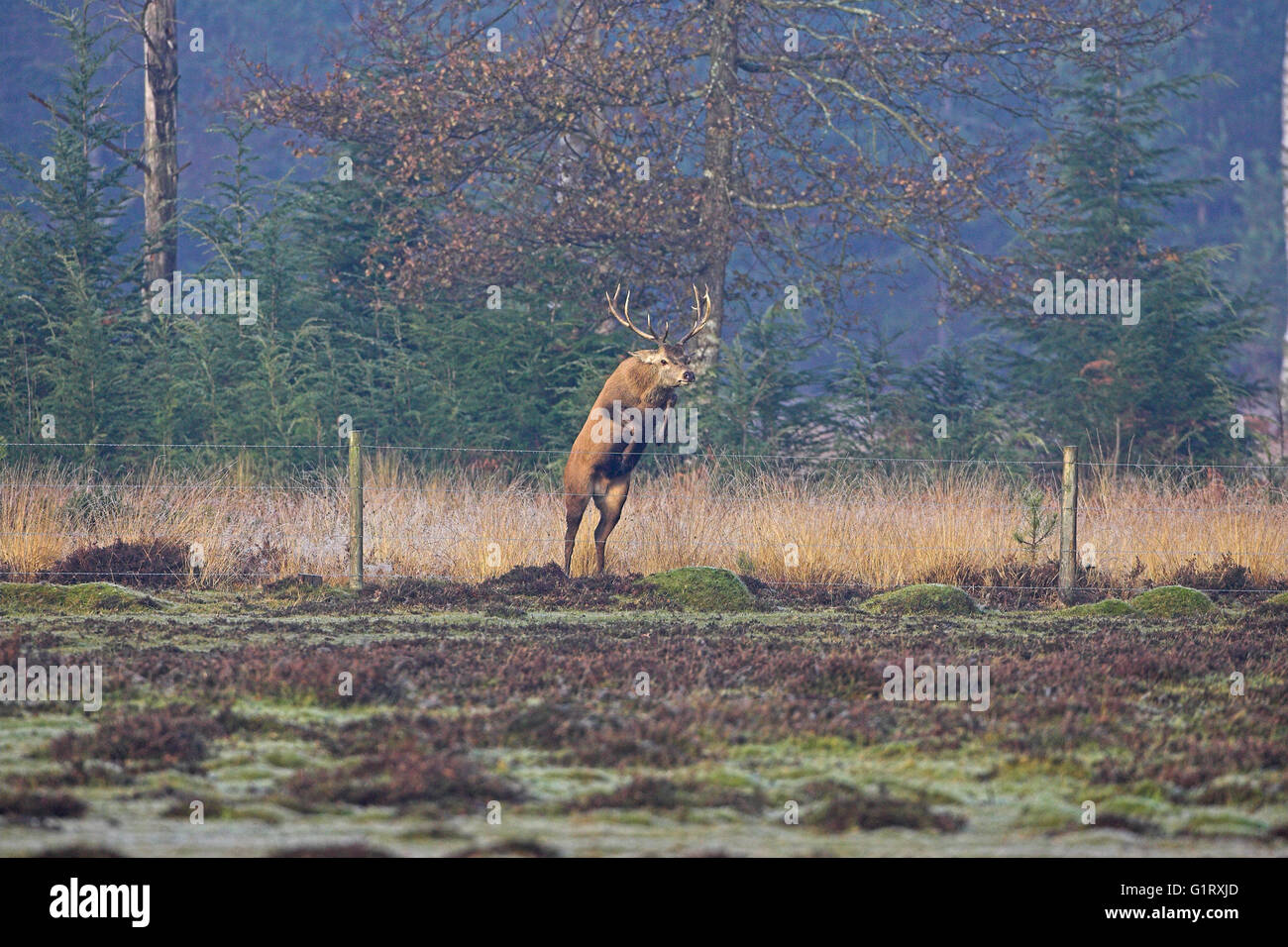 Red deer Cervus elaphus stag jumping fence near Brockenhurst New Forest ...