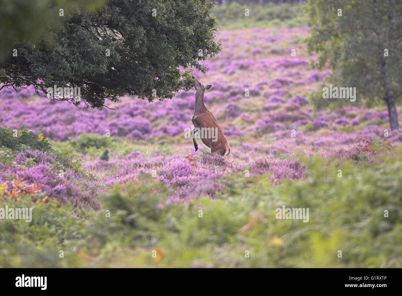 Deer on hind legs hi-res stock photography and images - Alamy