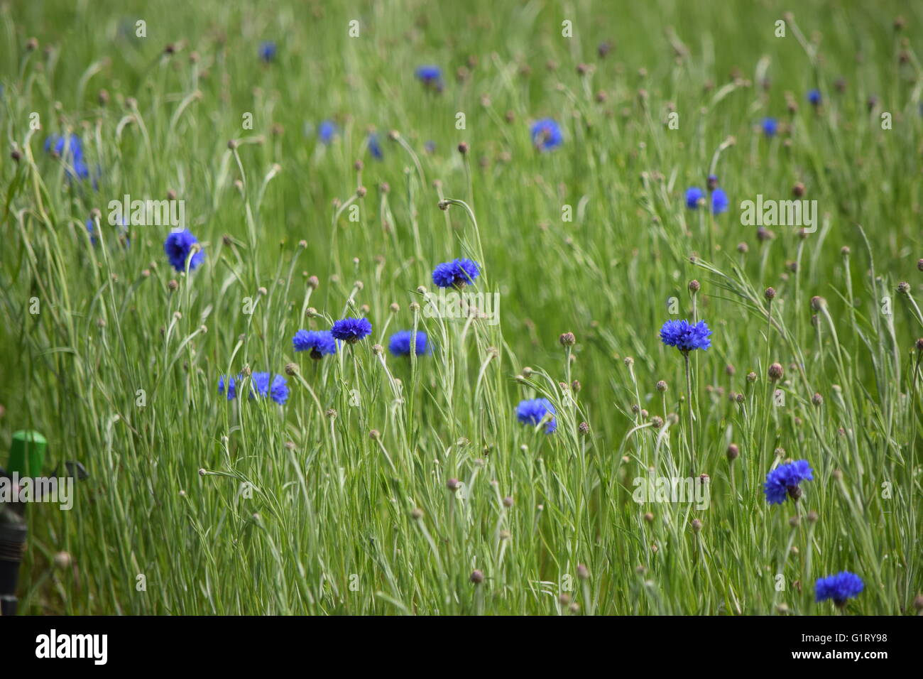 Cornflowers field hi-res stock photography and images - Alamy