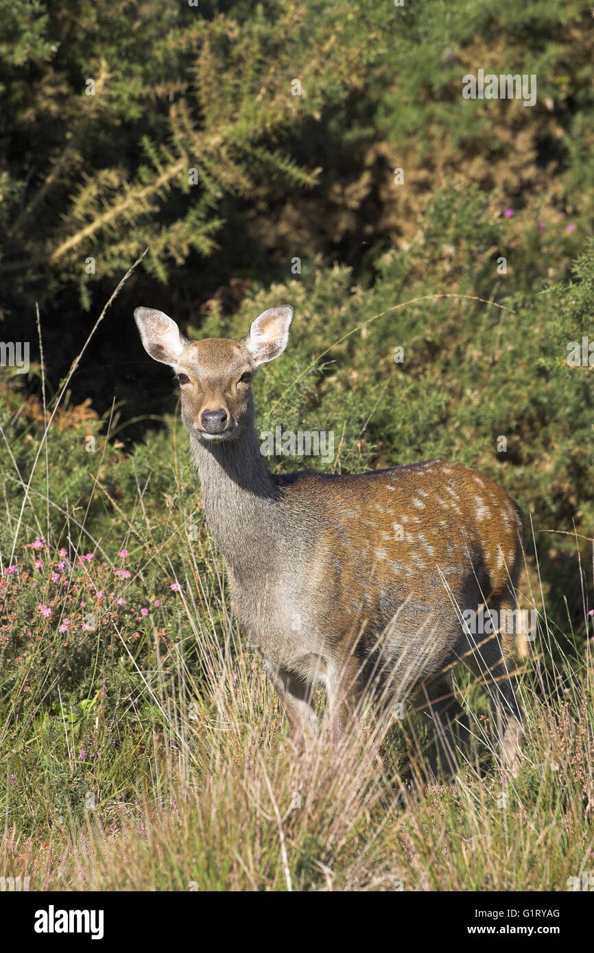 Hind of sika deer with hi-res stock photography and images - Alamy