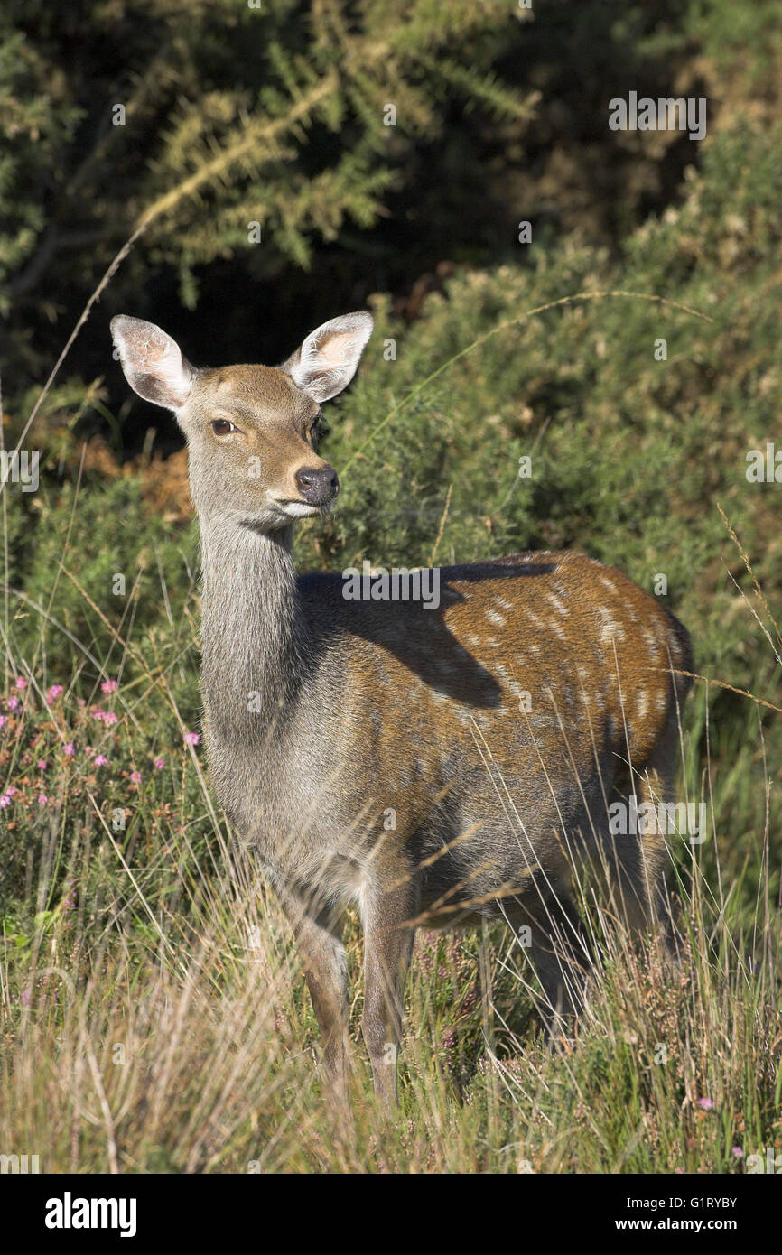 Japanese sika deer Cervus nippon hind on heathland Arne RSPB Reserve ...