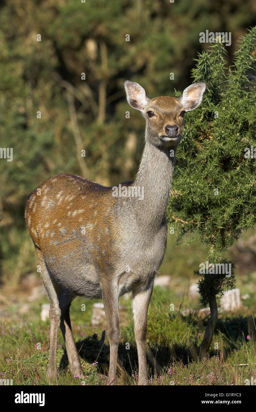 Sika deer female hi-res stock photography and images - Alamy