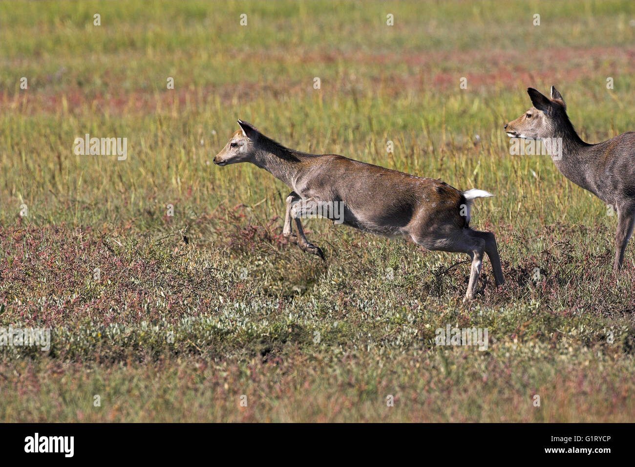 Japanese sika deer Cervus nippon jumping ditch on salt marsh Arne RSPB ...