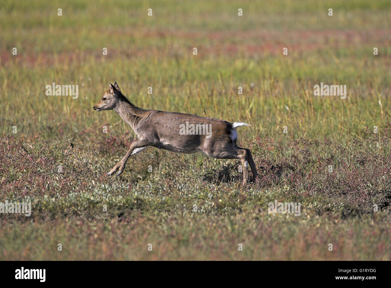 Jumping ditch hi-res stock photography and images - Alamy