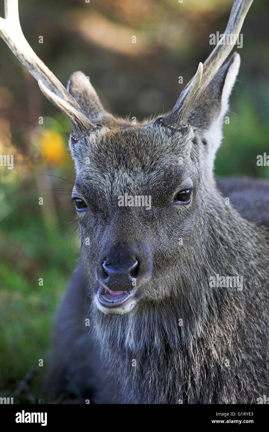 Japanese sika deer Cervus nippon stag on heathland Arne RSPB Reserve ...