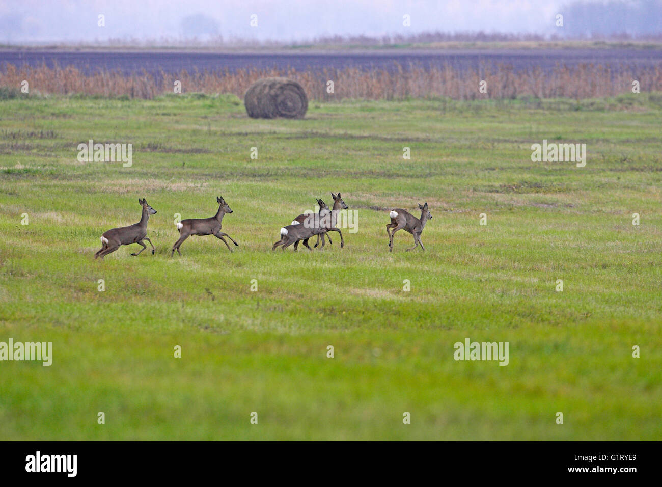 Roe deer Capreolus capreolus group on grassland near Budapest Hungary ...
